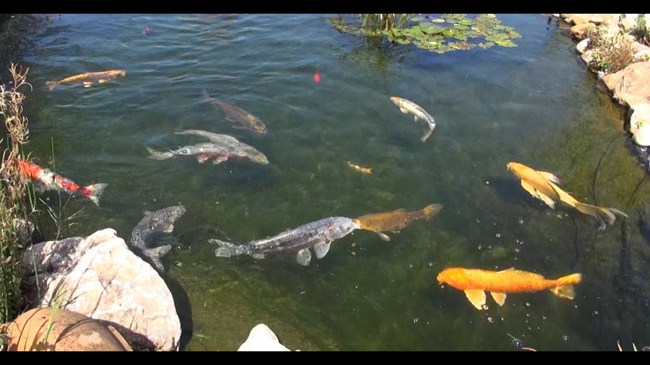 Koi carp kiss - YouTube