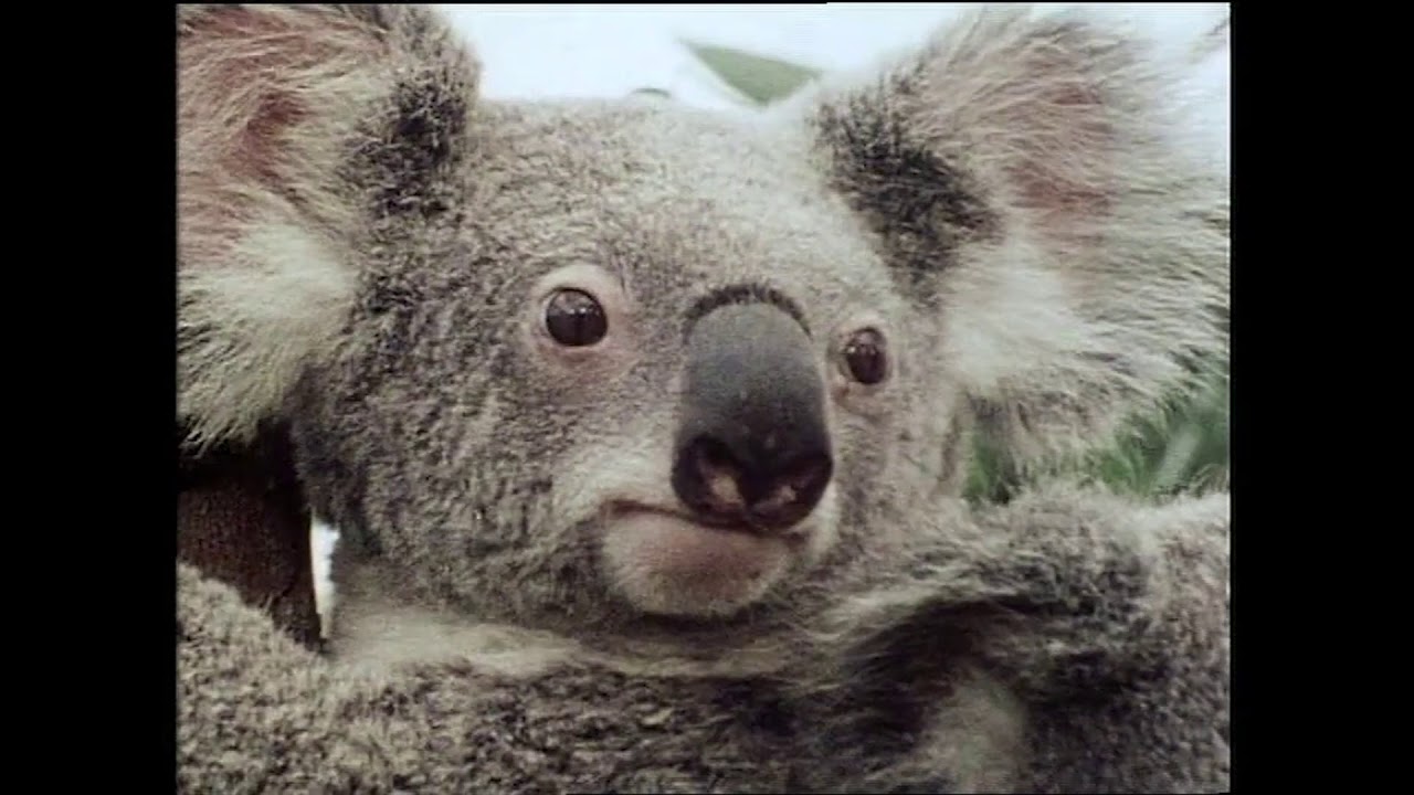 Smiling Koala Bear