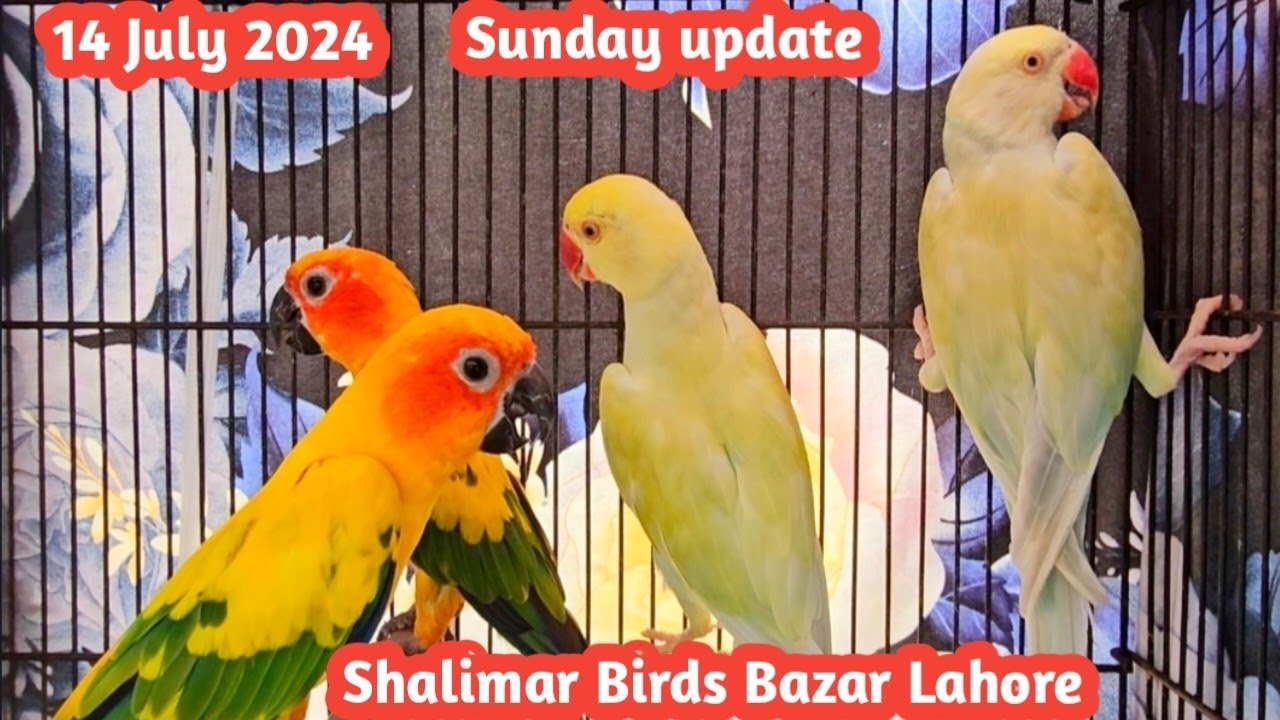 Sunday Update | Shalimar Birds Market Lahore | Itwar Birds Bazar ...