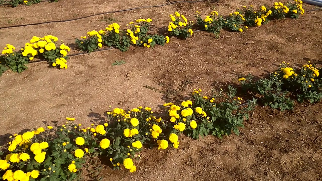 Gurumath,Chrysanthemum ( Sevanthige ) Farming Karnataka - YouTube