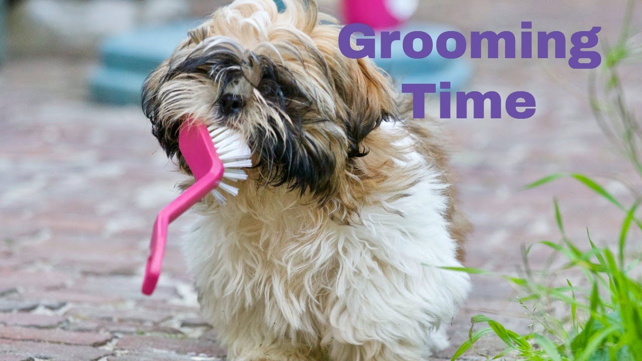 Grooming Time for my dogs ! - YouTube