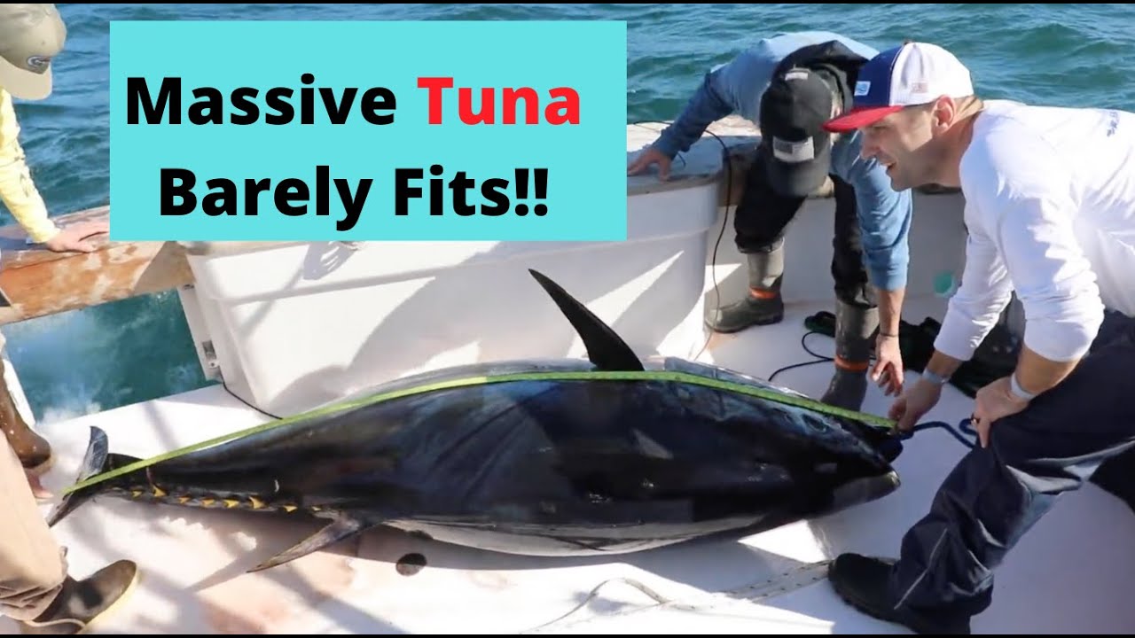 How to Pull In a MASSIVE Tuna! (& How to Cool Down Your Bluefin Tuna ...
