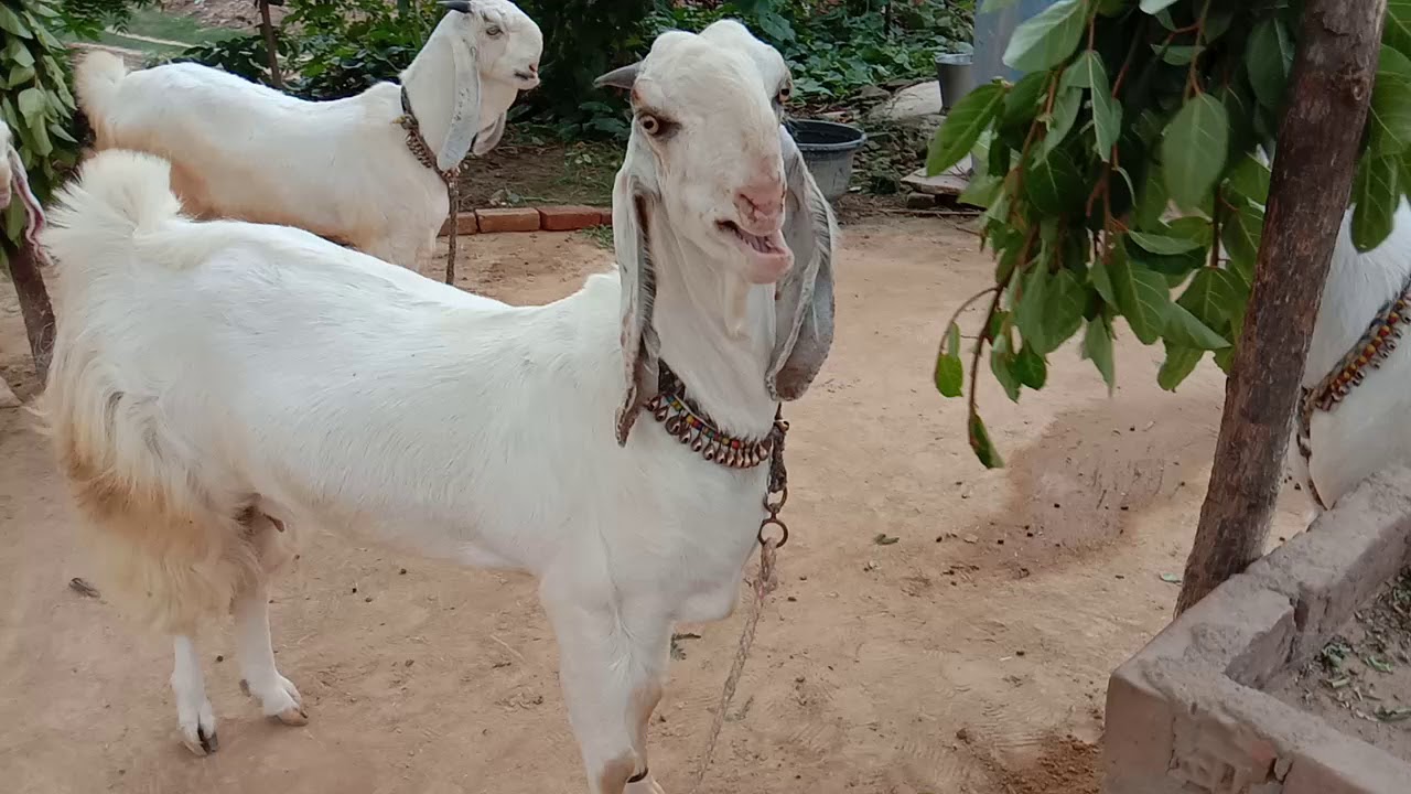 Hansa goat for sale top quality s. K goat farm chambal contact no ...