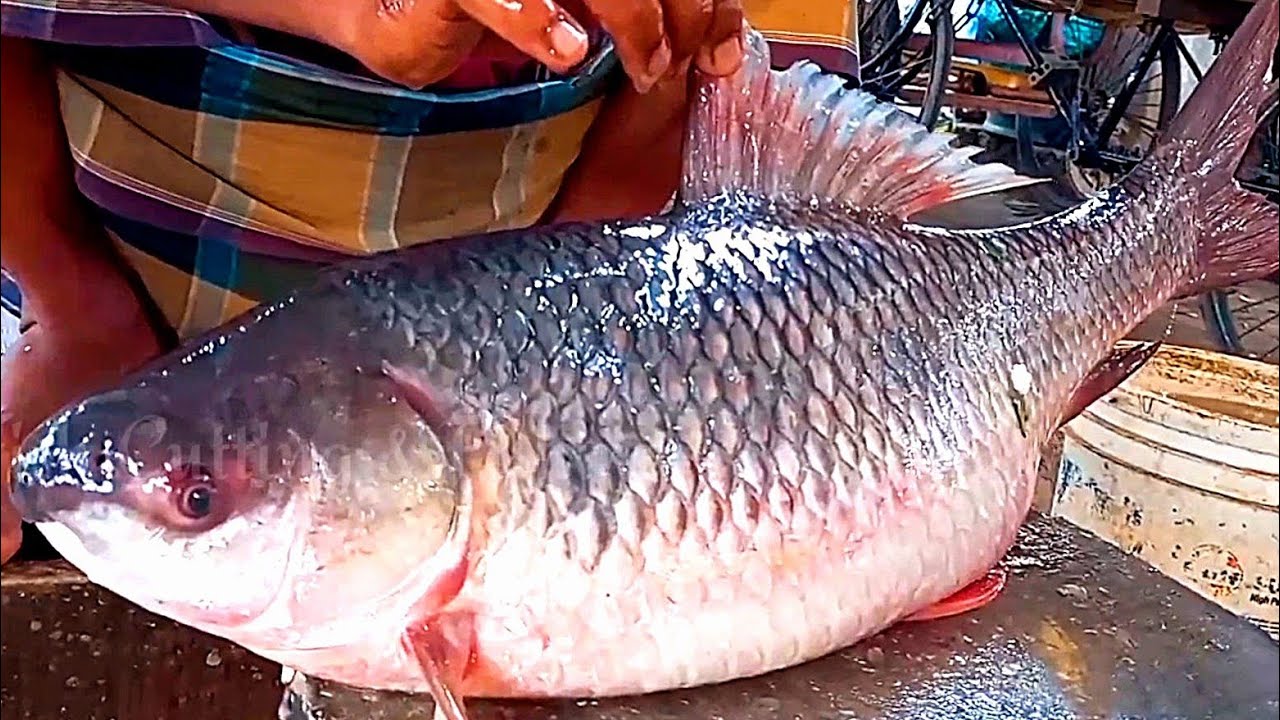 Live Giant Rohu Fish | Amazing Rohu Fish Cutting Skills | Big Rohu Fish ...