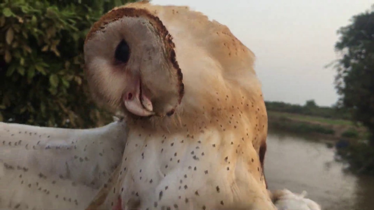 The best owls living in wild | Owls at countryside by Wildlife Media ...