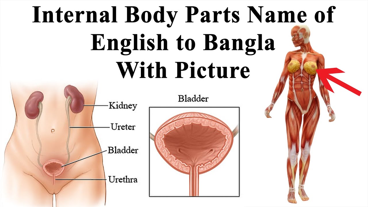 Organs Of The Body Internal Body Parts Name With Picture Human Organs Of The Body Internal Body Parts Name With Picture Human