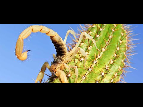 National Geographic Wild - Deadly Scorpions - YouTube