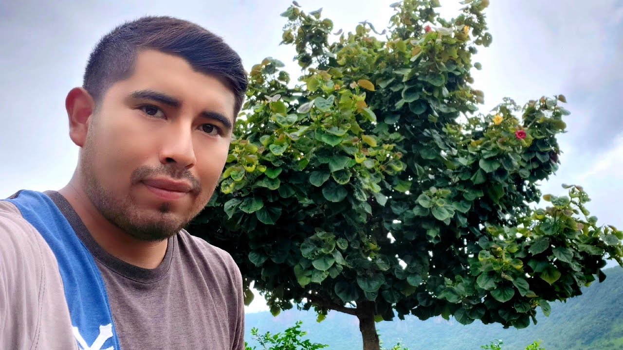 Árbol majagua o Árbol arcoiris | Su flor cambia de color durante el ...