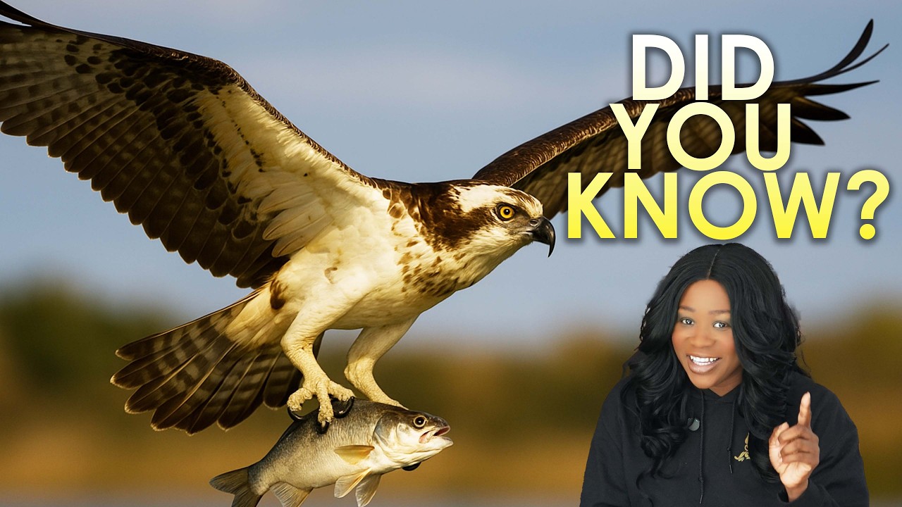 Birds of Prey: Osprey Cool Facts You Didn't Know + Real Call Sounds ...