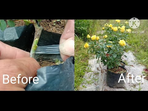How To Bud Roses /Budding Technique /Bud Or Grafting Technique - YouTube