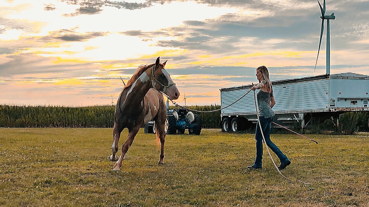 LUNGE DRIVING AND LIBERTY WORK || 30 day training - YouTube