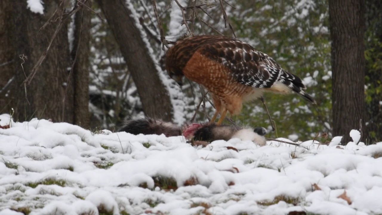 Red-shouldered Hawk Eating a Opossum - YouTube