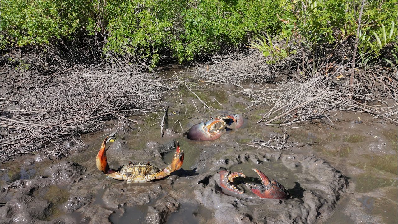 Amazing Catching Mud Crabs - How Find And Catch Giant Mud Crabs In ...
