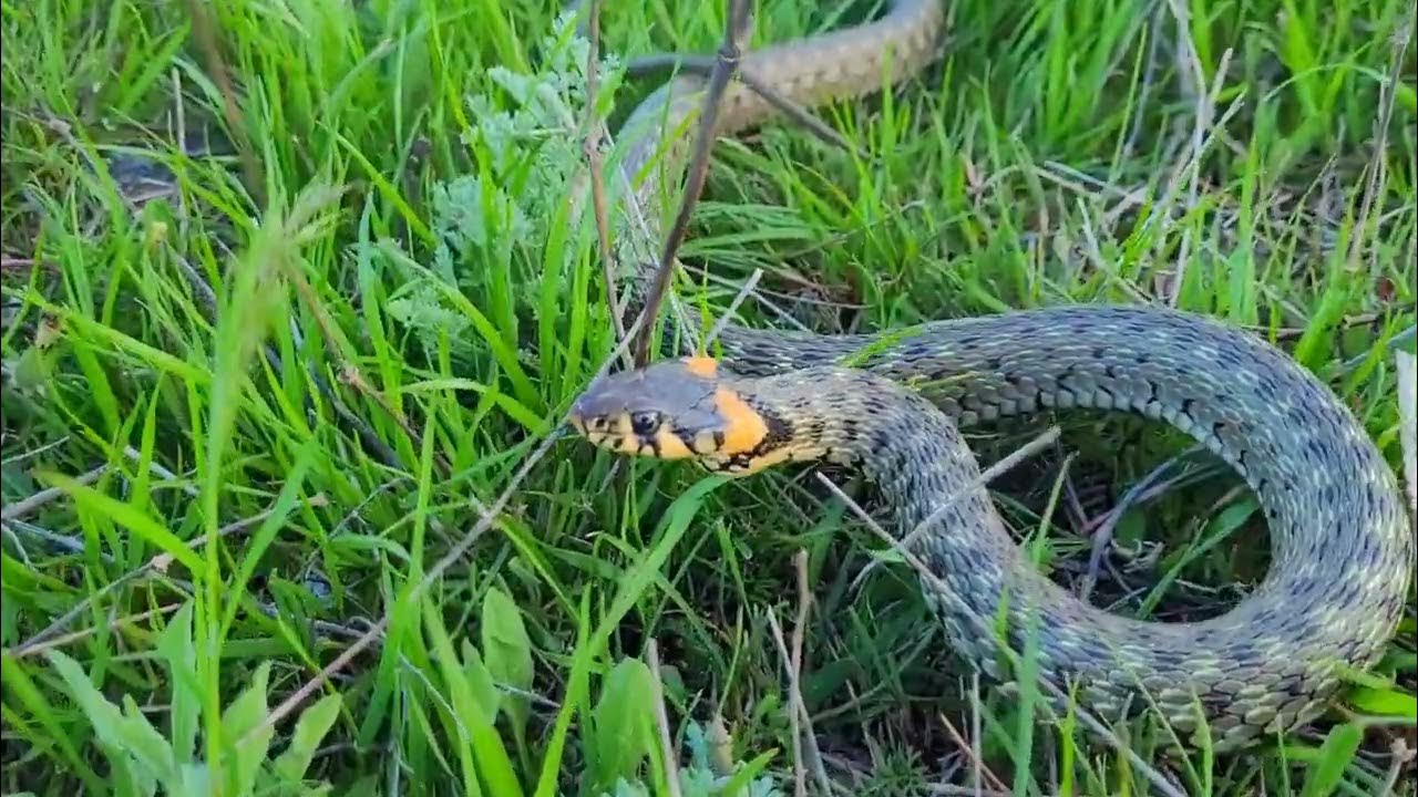 Уж обыкновенный. Grass snake. Natrix natrix - YouTube