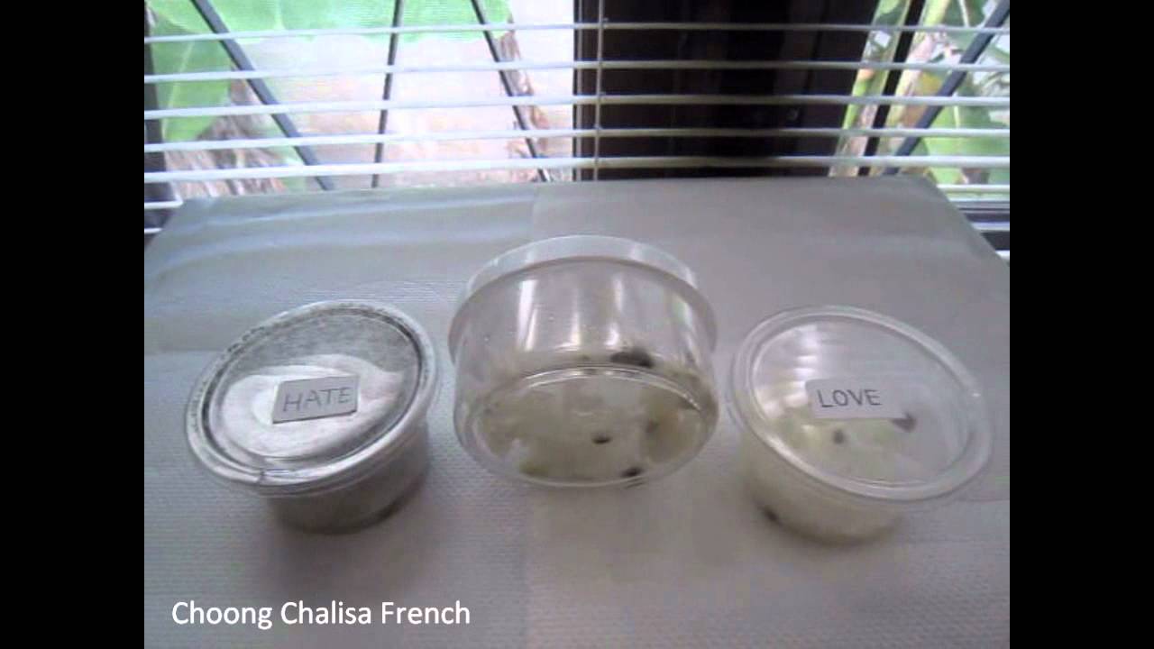 Cooked Rice Test by Choong Chalisa - YouTube