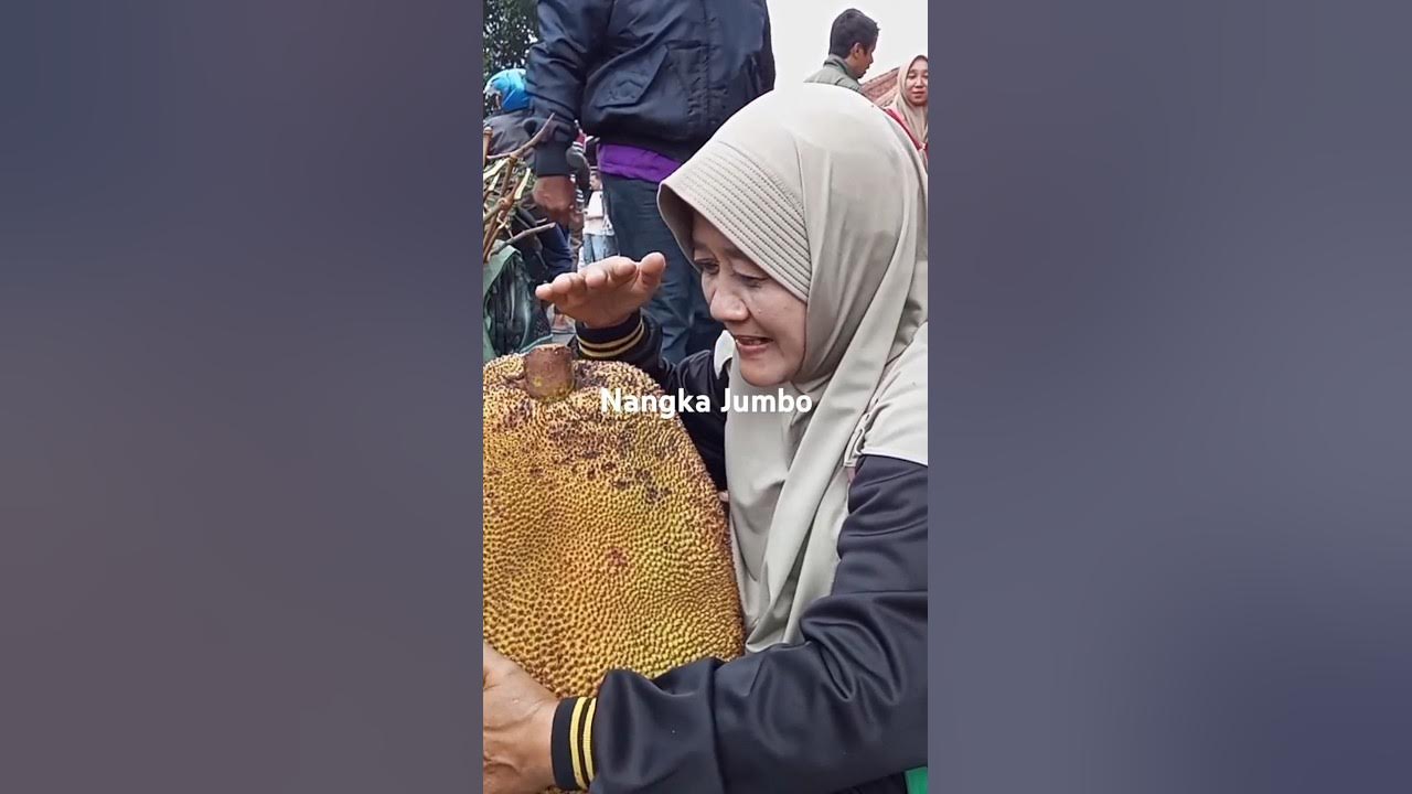 Nangka Jumbo Murah #pasrepan#pasuruan - YouTube