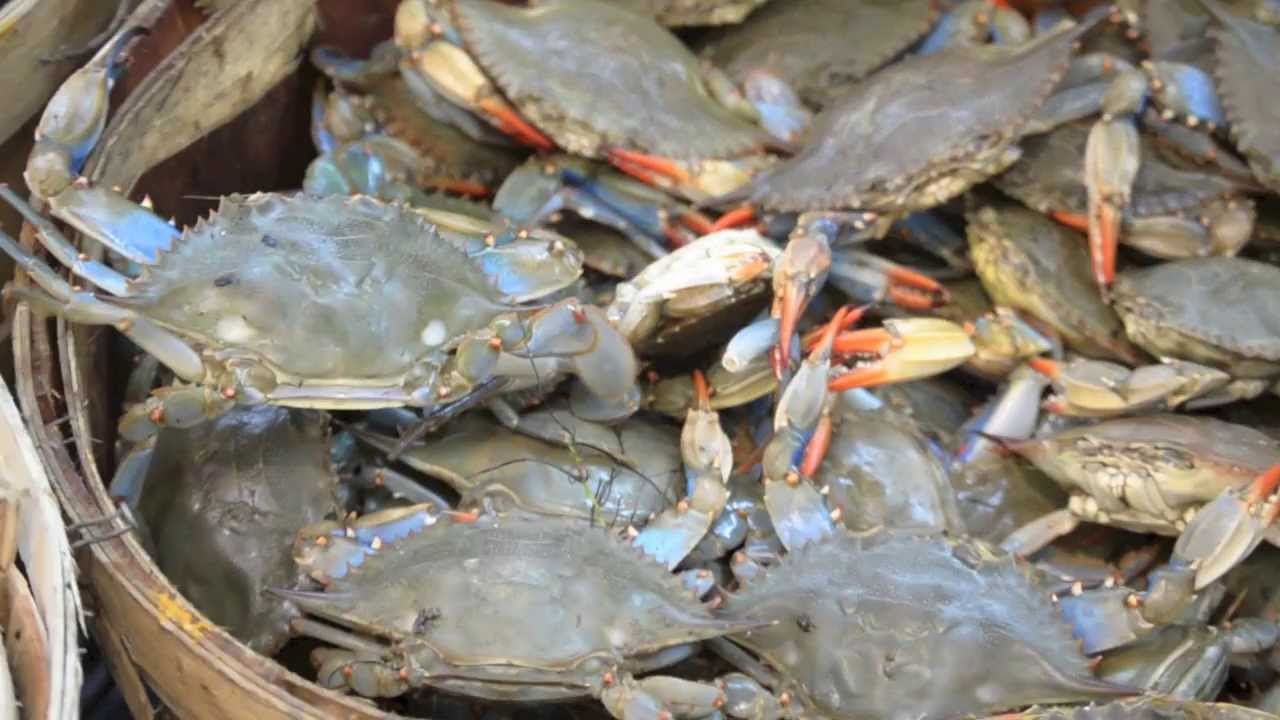 Chinatown Fish Market, NYC - YouTube