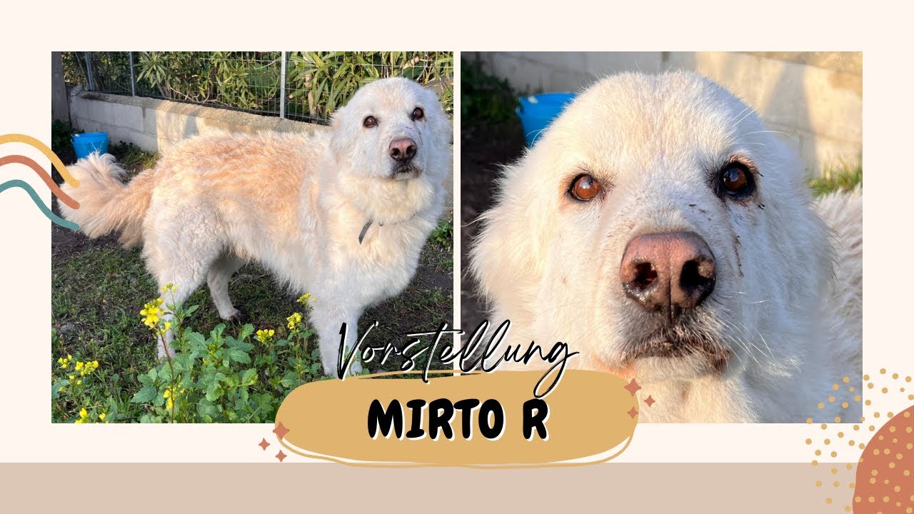 Hund Mirto R wünscht sich eine Familie - YouTube