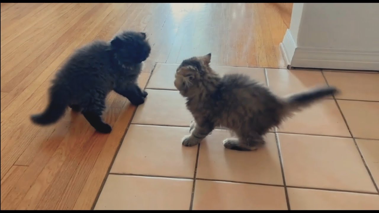 Cats fight : Cute Kittens Fight - YouTube