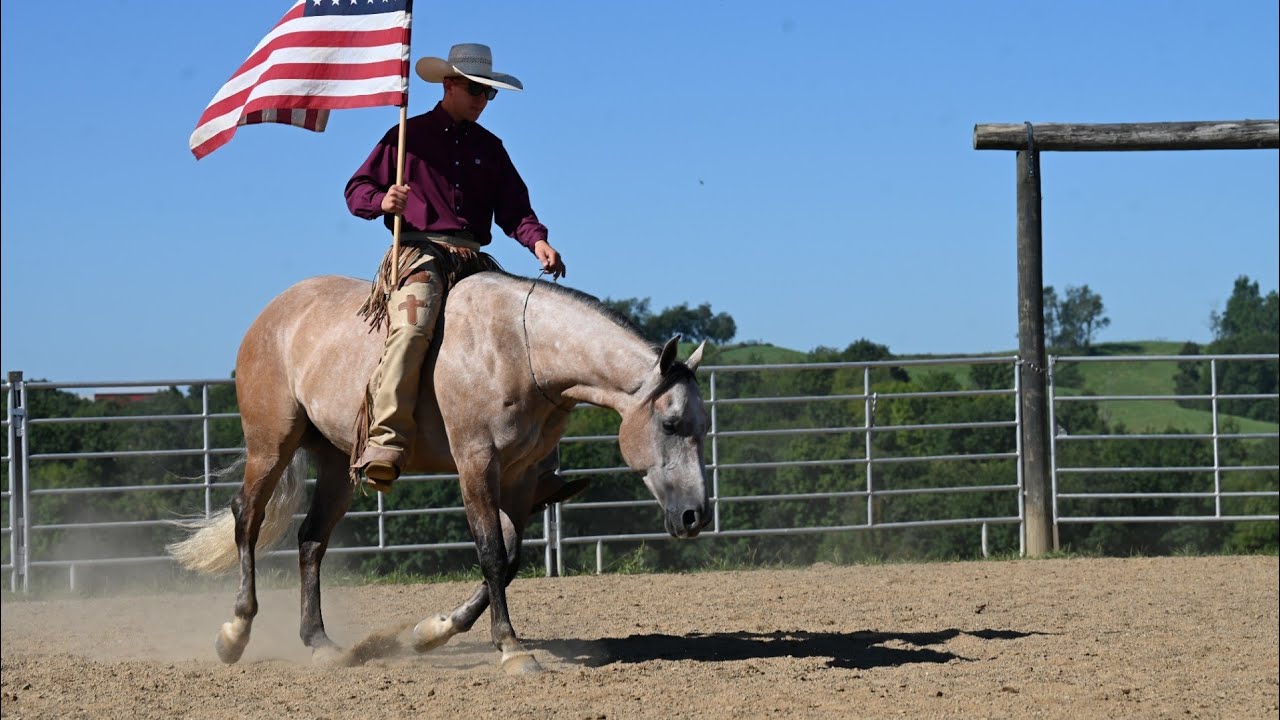 Latte 6yo Reg AQHA Rose Grey Gelding offered on Platinum Equine Auction ...