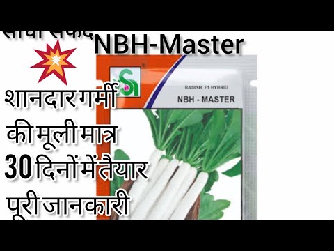 NBH Master Noble Seeds नोबेल सीड्स गर्मी की मूली की वैरायटी नोबेल एनबीएच मास्टर