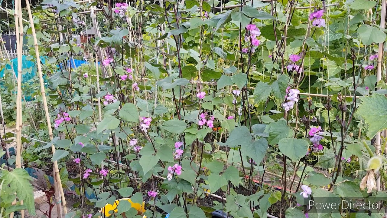 How to grow iyna uri/Asian beans (bangla) - YouTube