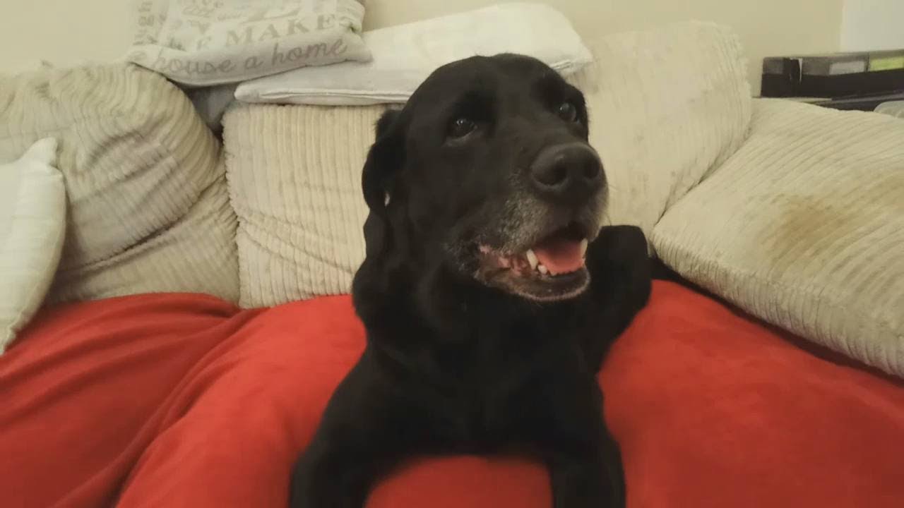 Snoopy Update (3), TPLO Surgery, My 50th. - YouTube