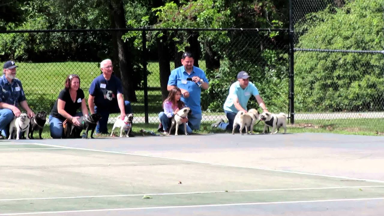 Pug Race - YouTube