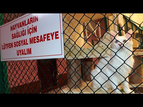 Van Kedi Villası, yeni kurallarla ziyarete açıldı