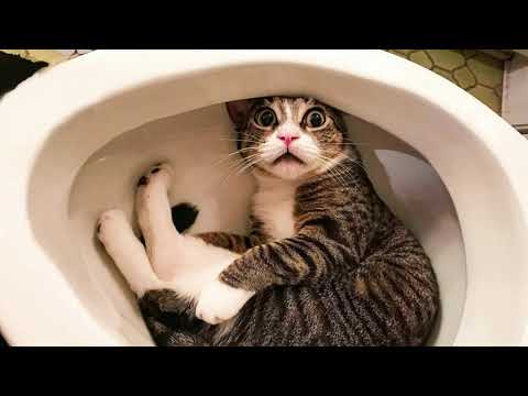 FUNNY CAT STUCK IN TOILET😱 WHAT HAPPENS NEXT WILL SHOCK YOU🤯 - YouTube