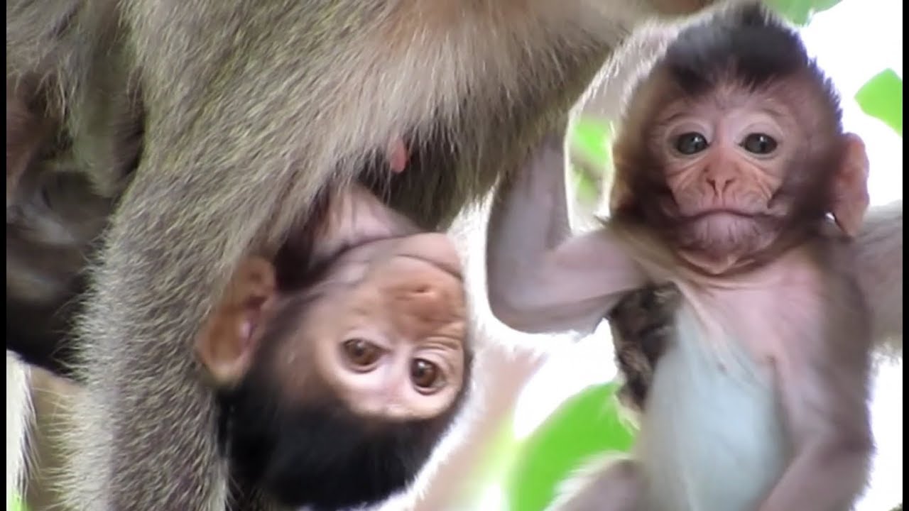 Animals Monkey,baby sika and mother eat water | family monkey sitting ...