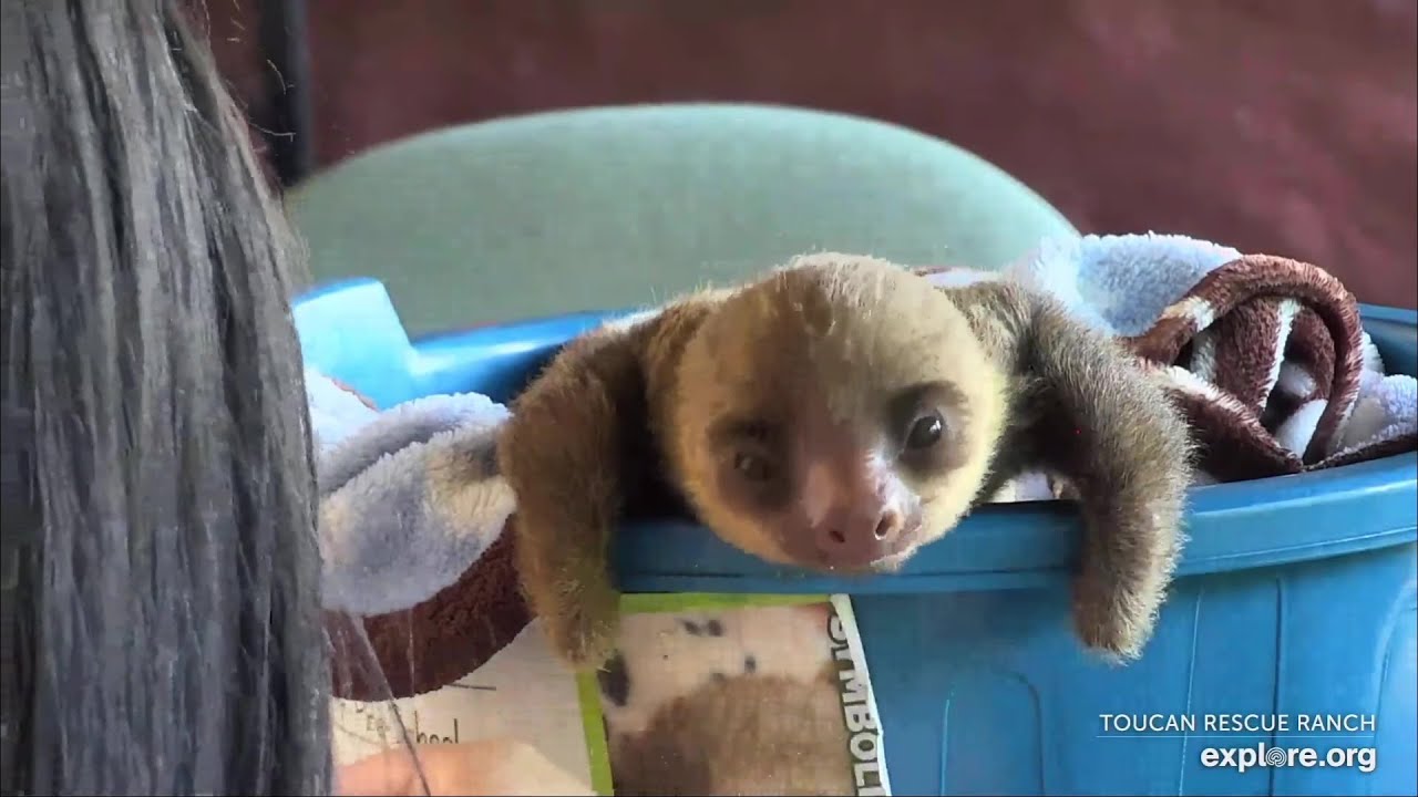 Baby sloth Moose acting very hungry for his milk - 02/04/24 - SlothTV ...