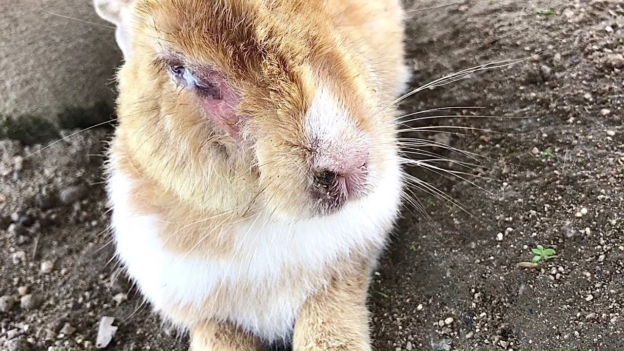 A wild rabbit with a serious injury on half of its face - YouTube