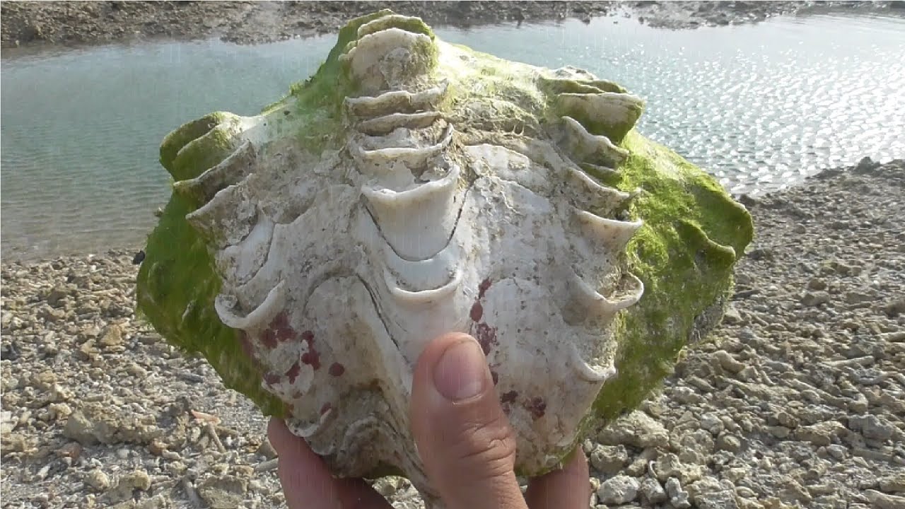not as good as discovering sea shells - YouTube