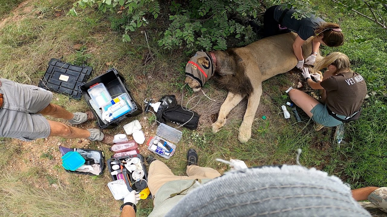 Male lion rescued from neck snare in South Africa - YouTube