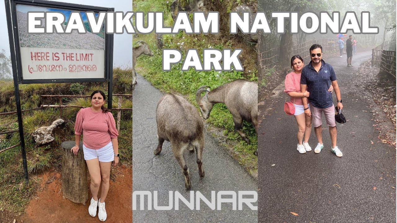 Eravikulam National Park | Wild Goats | Munnar | Kerala - YouTube