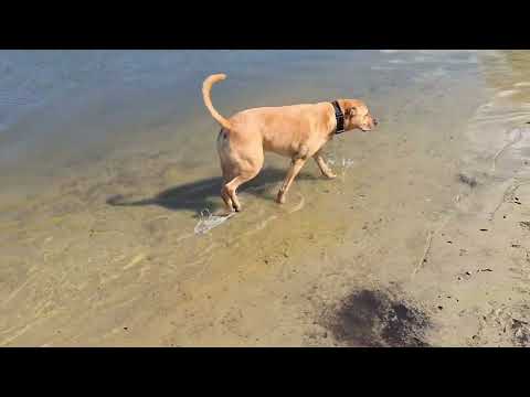 Rudy dog park.mov - YouTube