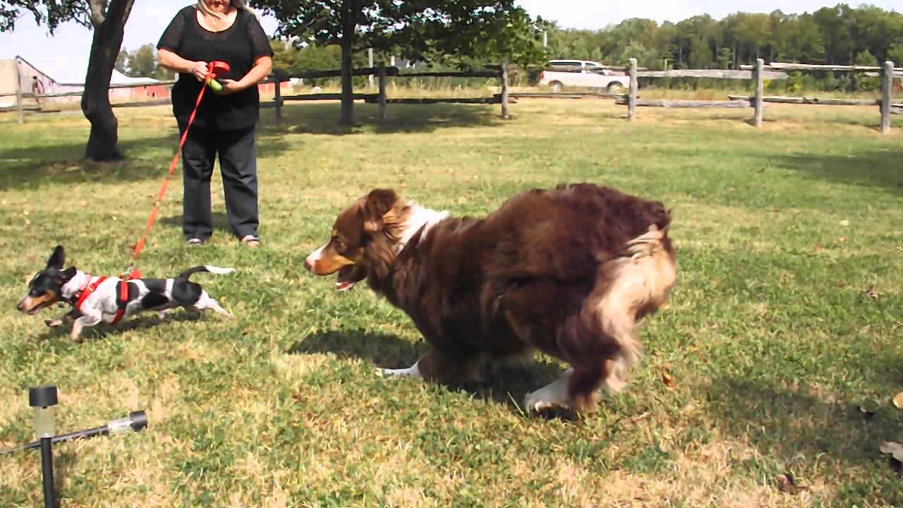 Beaner the Wiener - YouTube