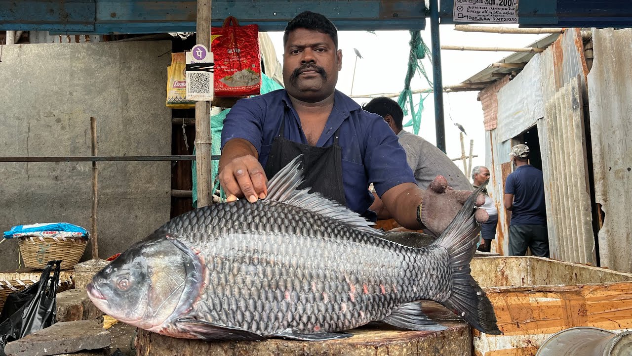KENDA FISH 😋 CUTTING BY SPEED SELVAM ⚔️🔥 - YouTube