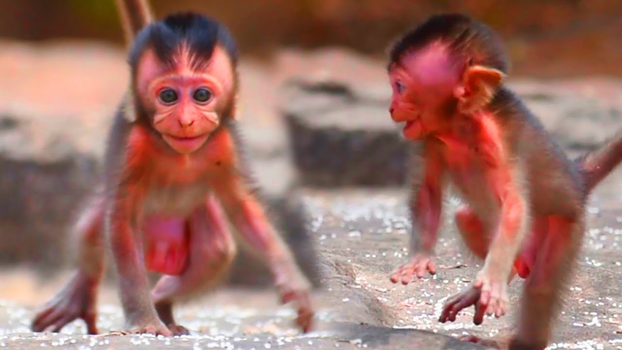 Baby monkey playing walk active, Adorable mini baby macaque - YouTube