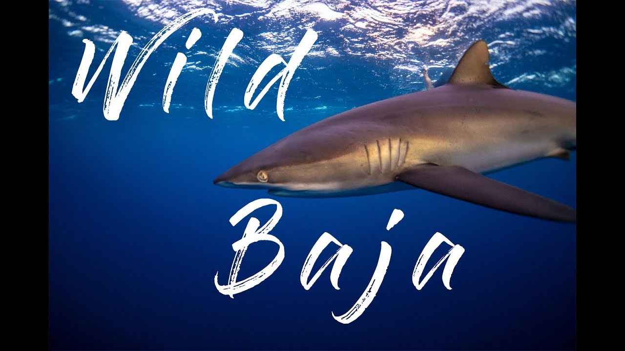 Sea of Cortez - Wild Baja, Mexico - Diving with Sharks, Whales ...