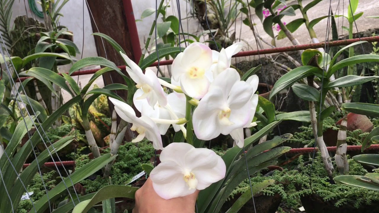 My Orchids Story # 3: My First Ever White Vanda - YouTube