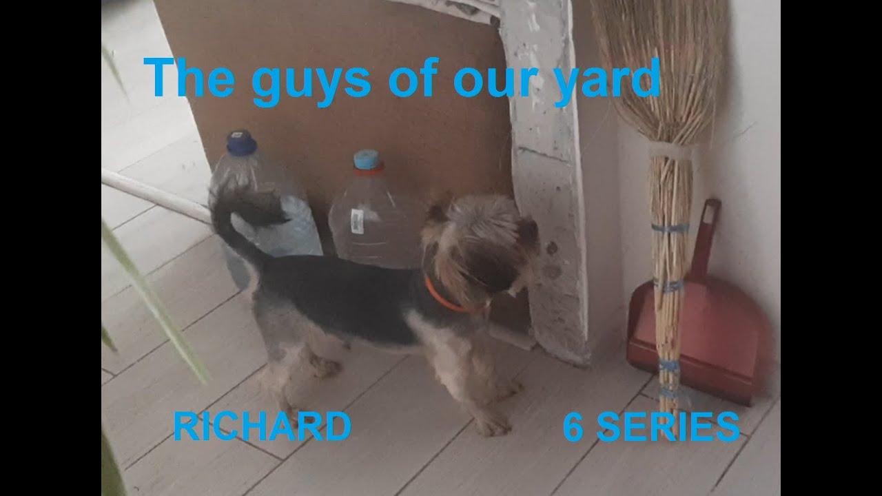 "One day in the life of Richard". SERIES 6 - "Getting to know a broom ...