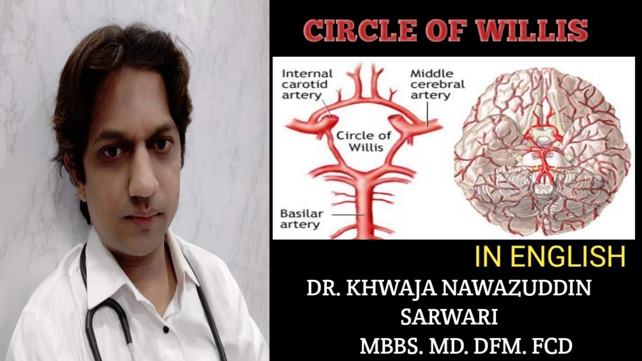 Circle of Willis | In English | Anatomy | Blood supply to Brain| MBBS ...