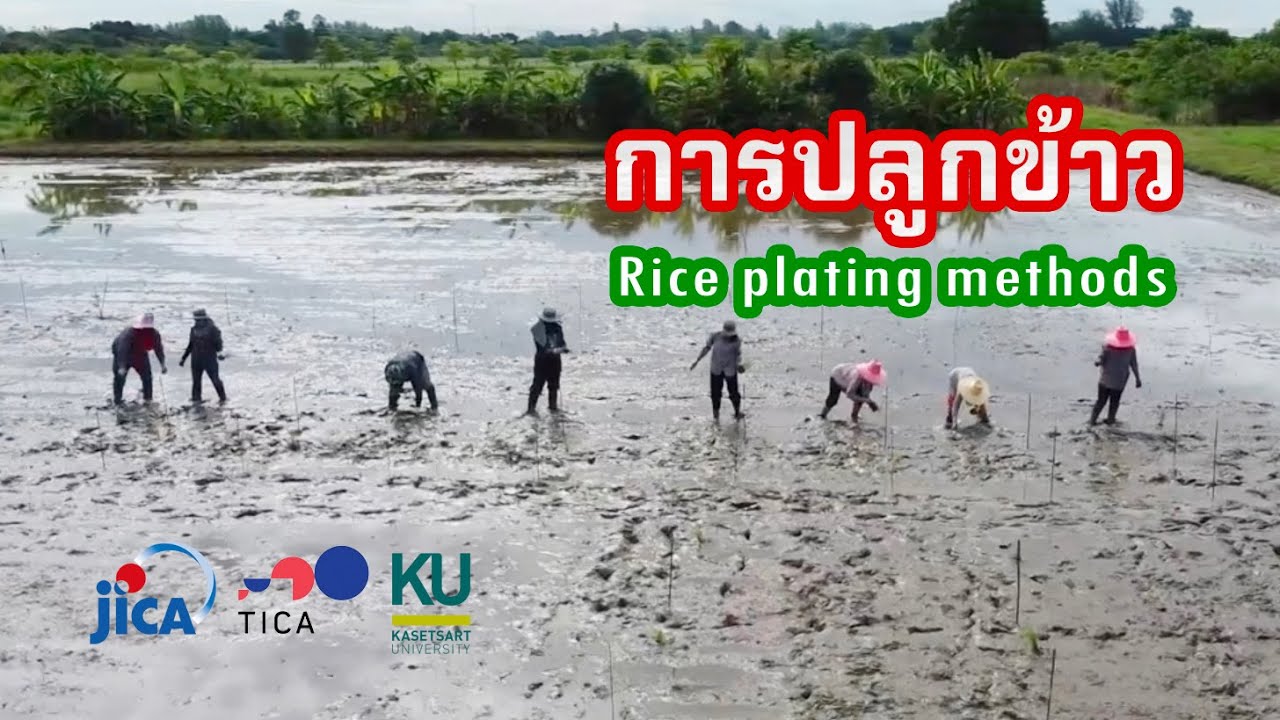 Rice plating methods : การปลูกข้าว - YouTube