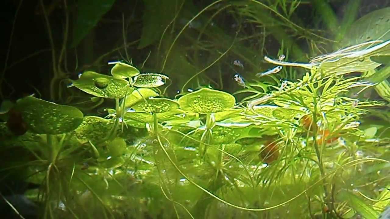 Pasgeboren baby endler guppen - YouTube