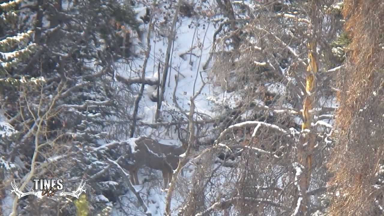 Tines Up Tuesday Episode 14, Colorado Muleys! - YouTube