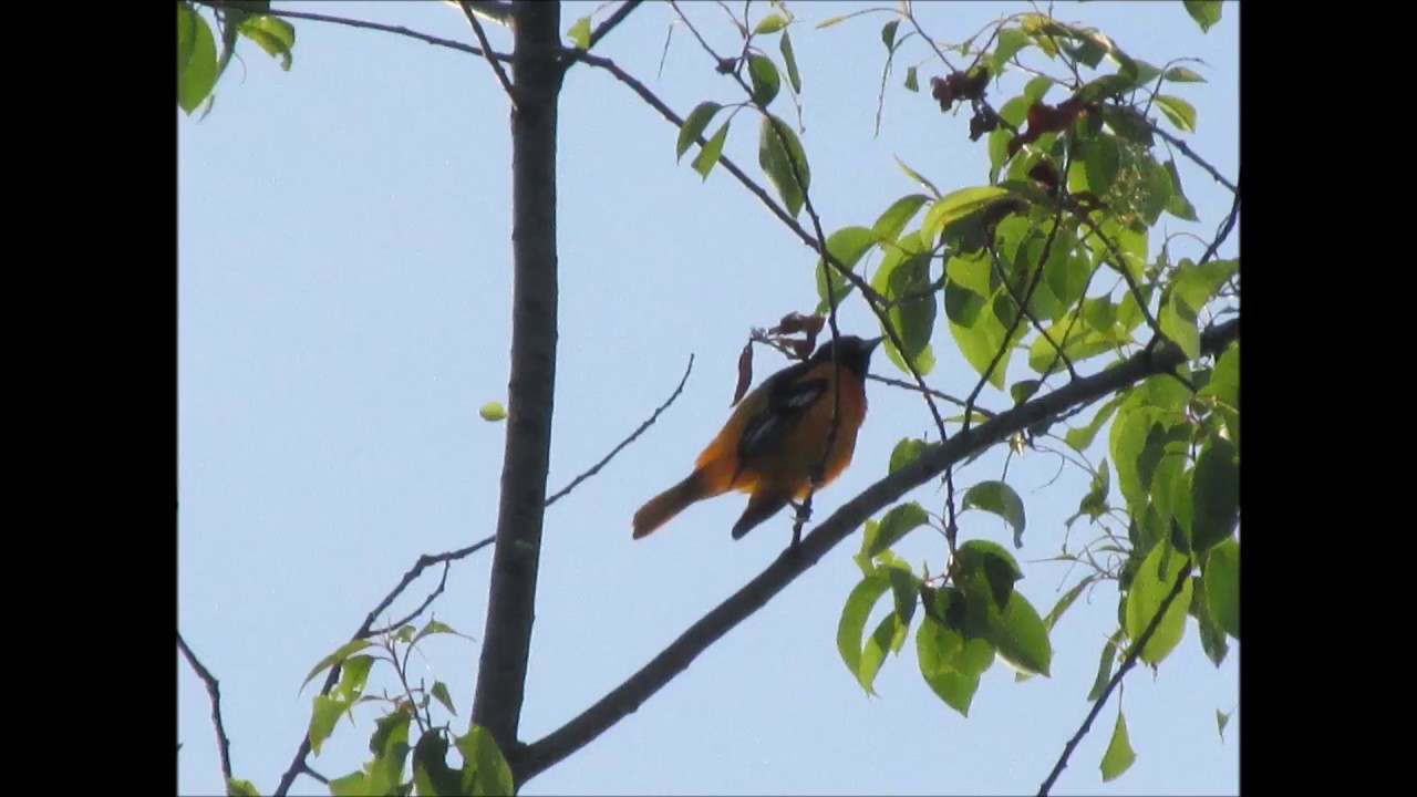 Waking from Drunkenness on a Spring Day - Li Po - 李白 - [1/3] - YouTube