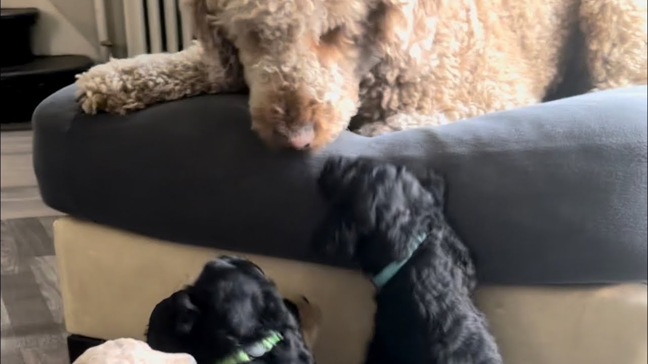 Plush Poodles Standard Poodle Pups Playing With Dad At 4 Weeks Old ...