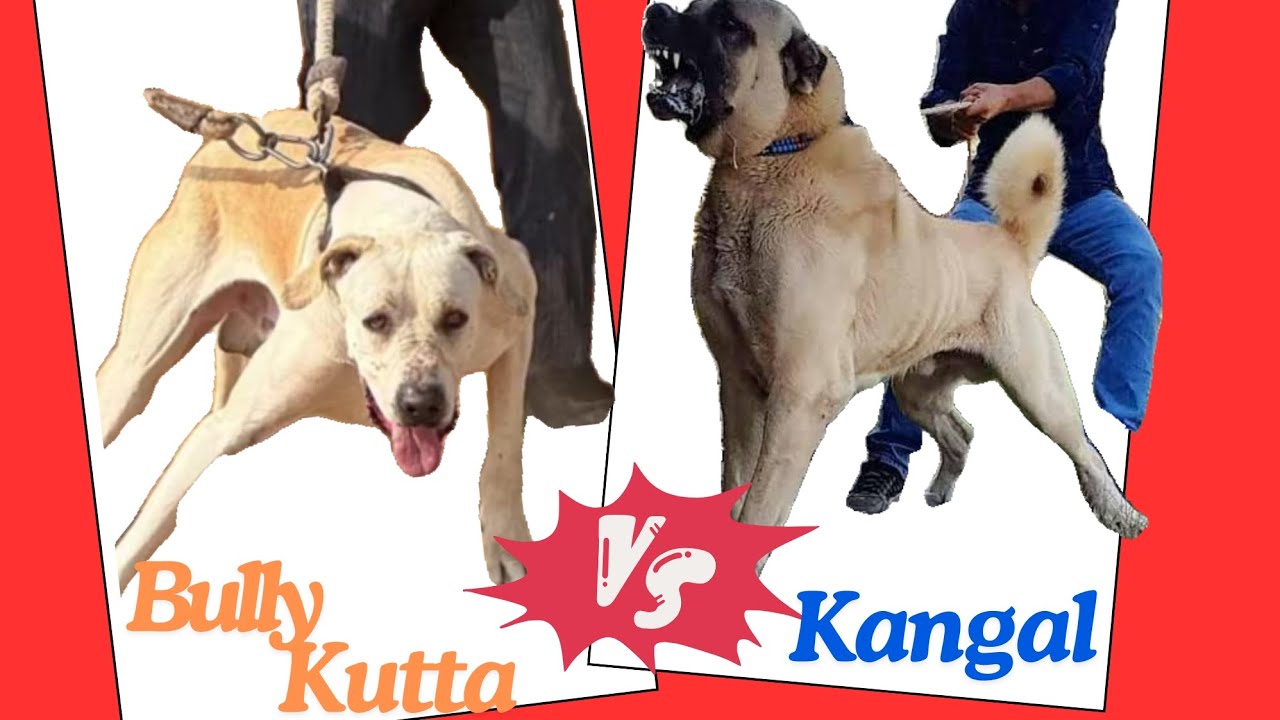 Kangal vs Bully Kutta: Who Would Win In a Fight ?" - YouTube